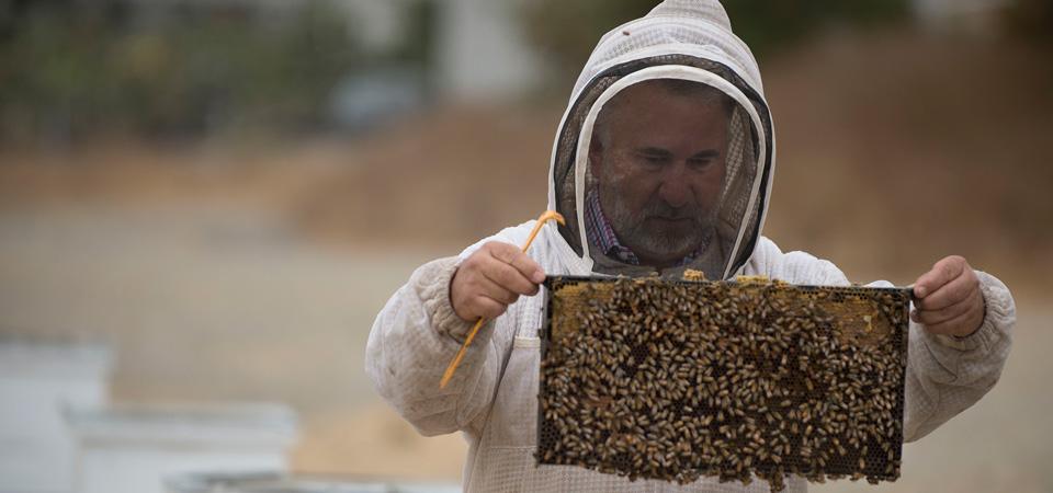 Bees Apiary Program