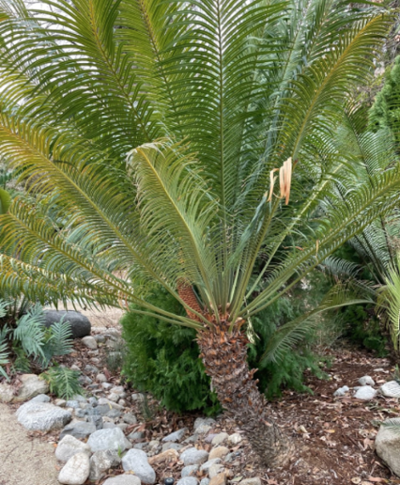 Cycads