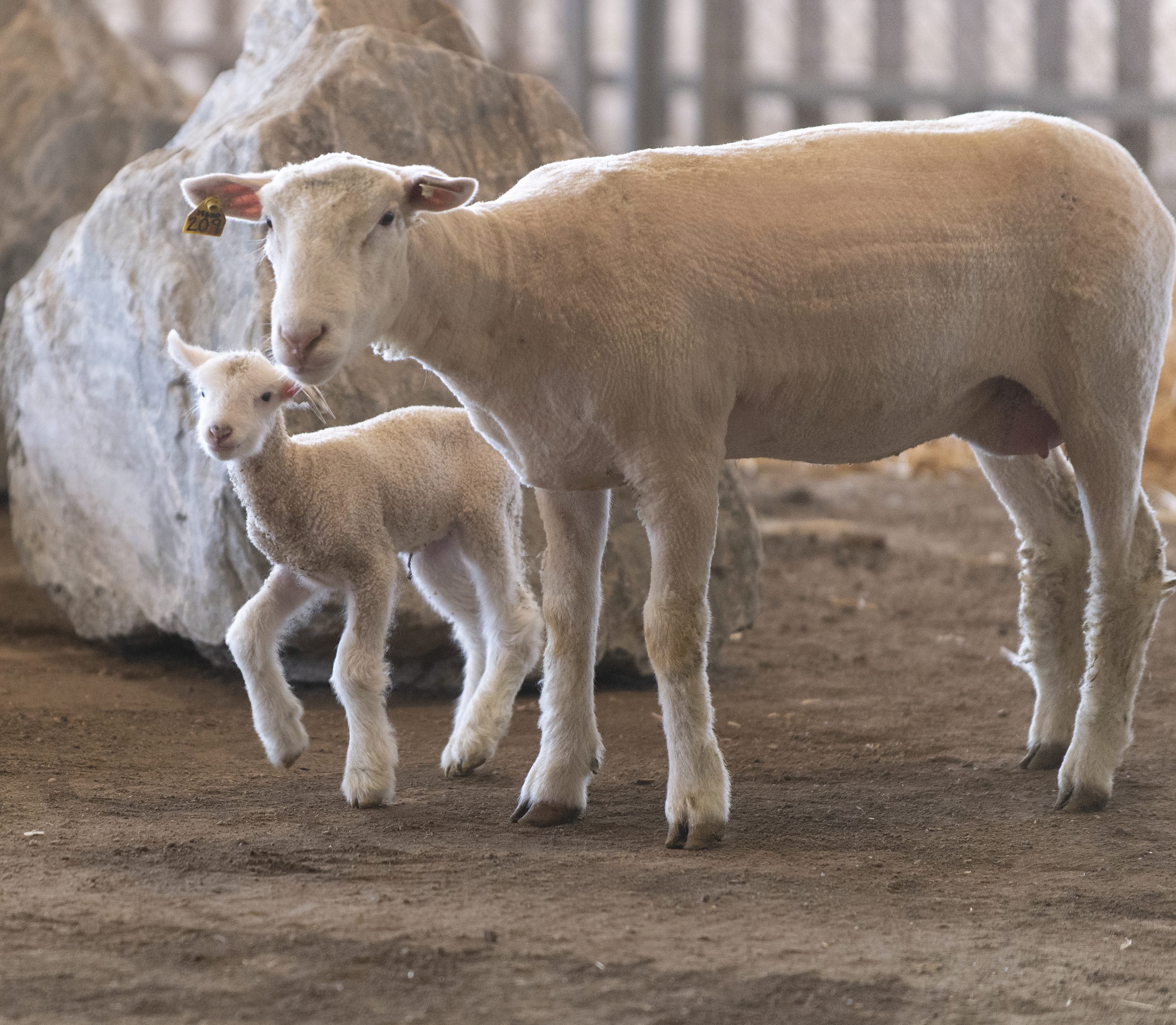 CPP Students and Farm Animals to Star at LA County Fair - PolyCentric