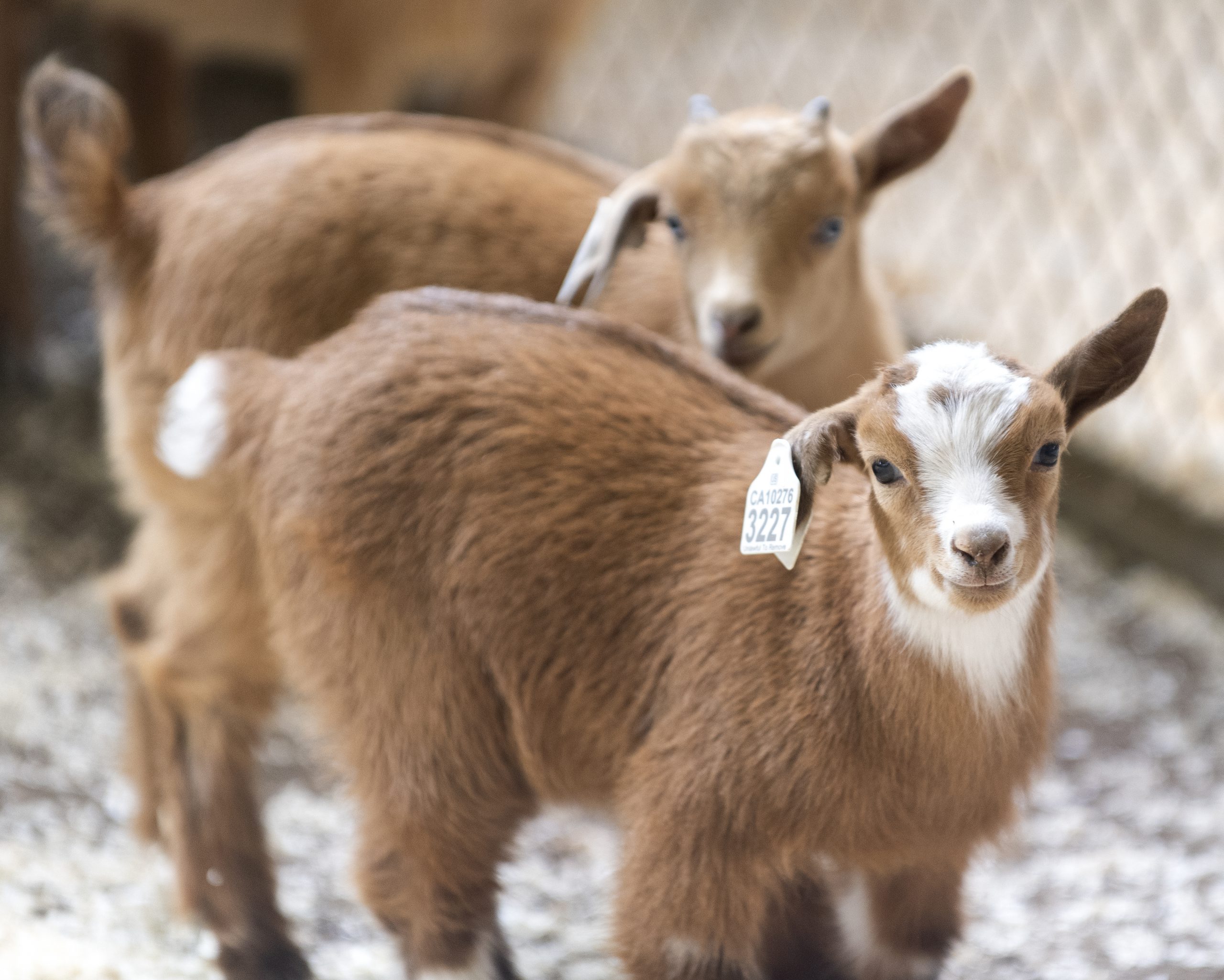 CPP Students and Farm Animals to Star at LA County Fair - PolyCentric