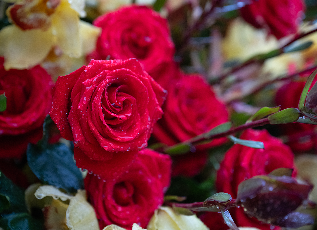 Cal Poly Universities Win 2026 Sweepstakes Award for ‘Jungle Jumpstart ...